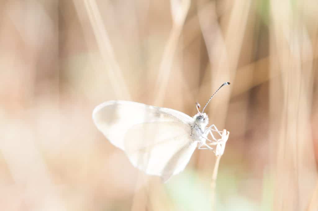 Notes from a Friar: Jesus and the Moth | Franciscan Media