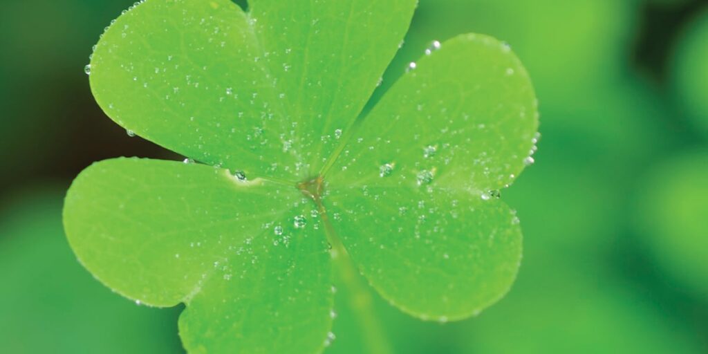 Understanding the Trinity | Franciscan Media