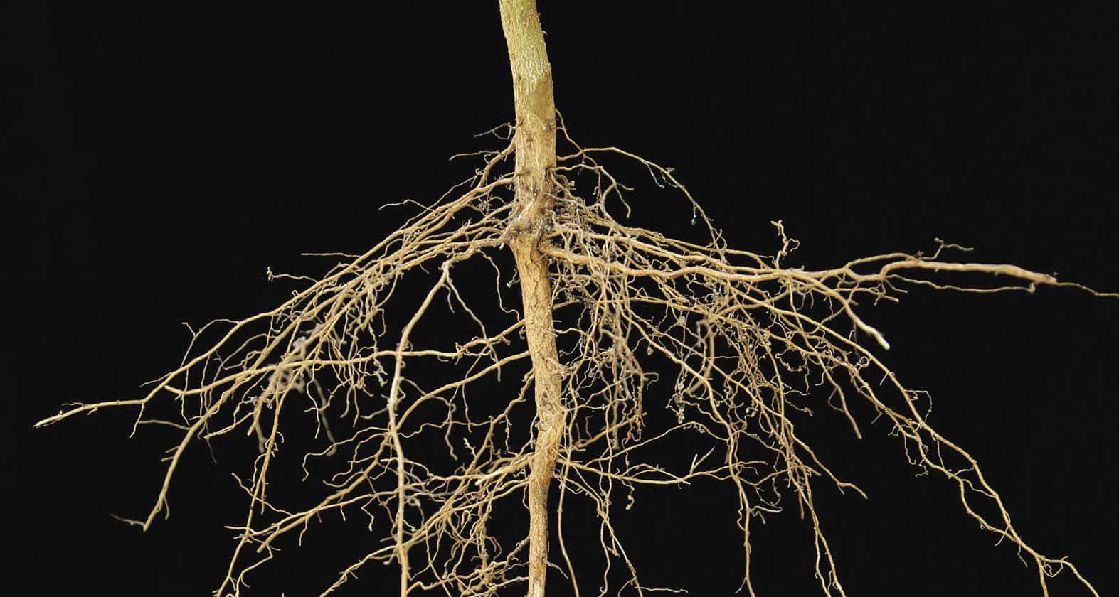 The Structures of Sin | Franciscan Media