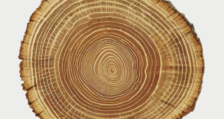 The Structures of Sin | Franciscan Media