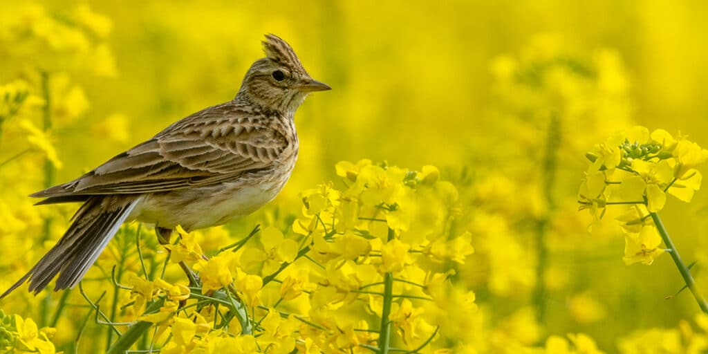 The Larks of Assisi | Franciscan Media