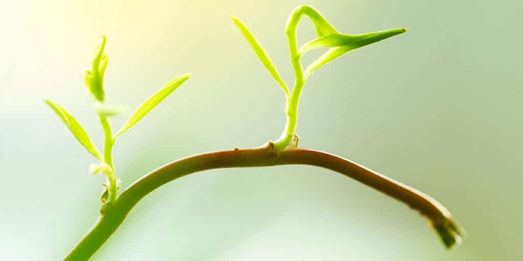 God's Nudge Inside of Us | Franciscan Media